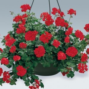 Geranium Red (Trailing) 1 Hanging Basket | Garden Nurseries : UK Garden ...