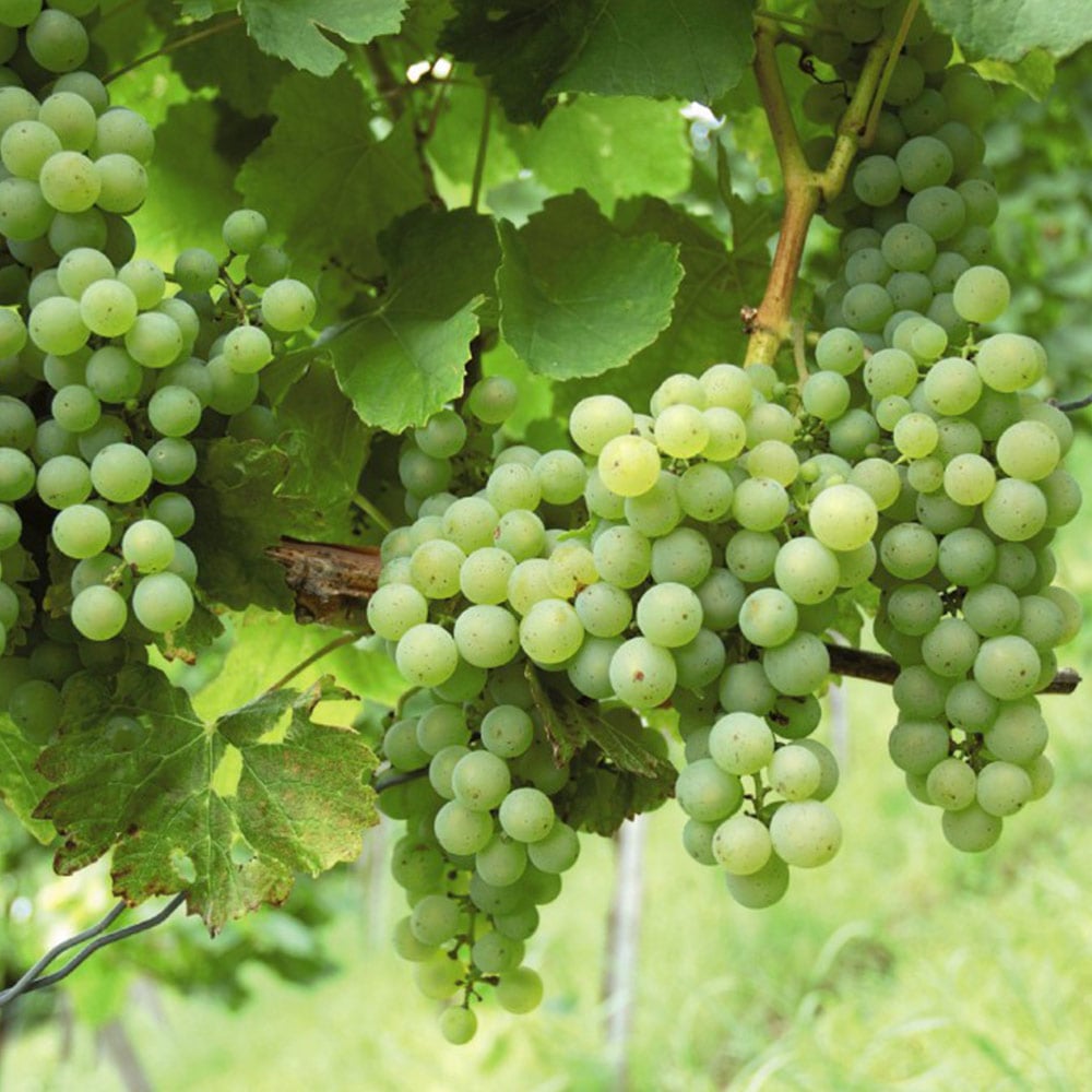 Grape ‘Phoenix’ | Garden Nurseries : UK Garden Centre & Garden Plant ...