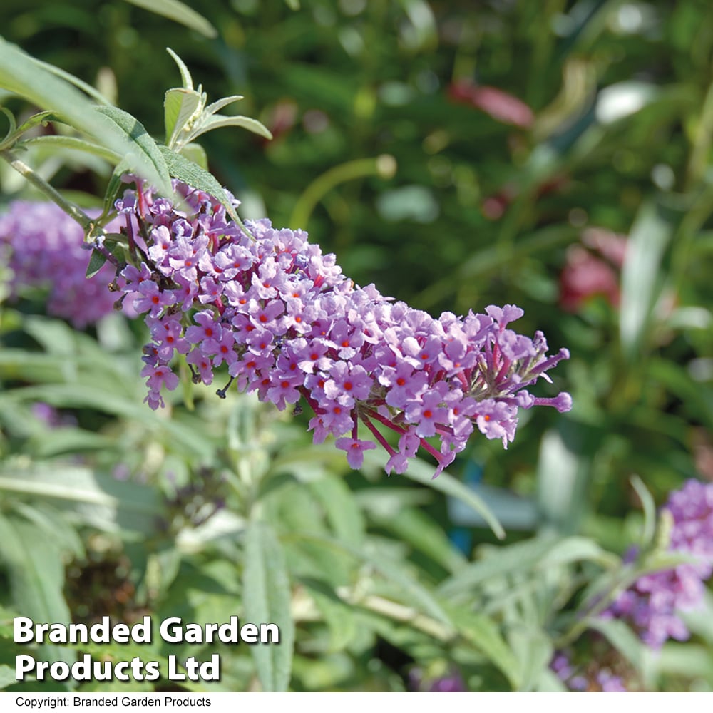 Buddleja ‘Buzz® Lavender? | Garden Nurseries : UK Garden Centre ...