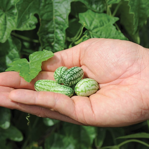 Cucumber ‘Cucamelon’ – Seeds | Garden Nurseries : UK Garden Centre ...