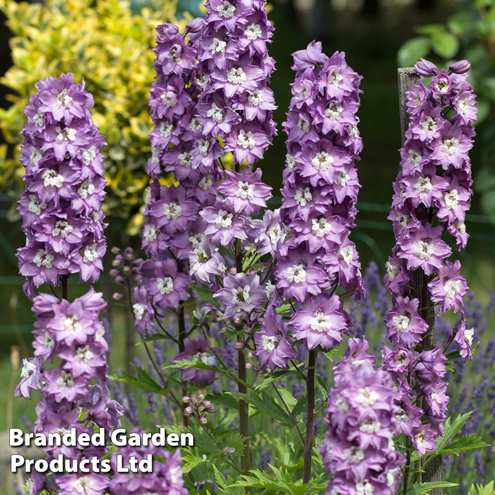 Delphinium ‘Magic Fountains Lavender’ | Garden Nurseries : UK Garden ...