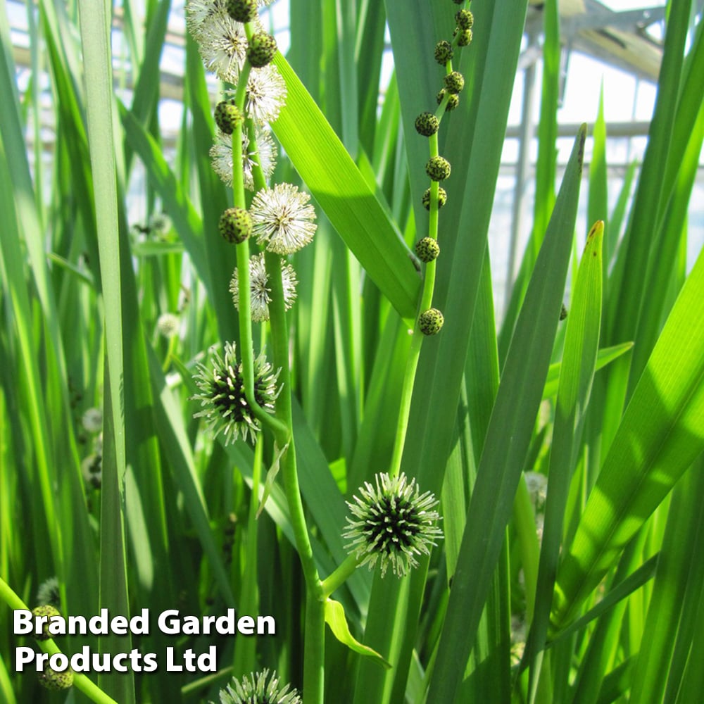 Sparganium erectum (Marginal Aquatic) | Garden Nurseries : UK Garden ...