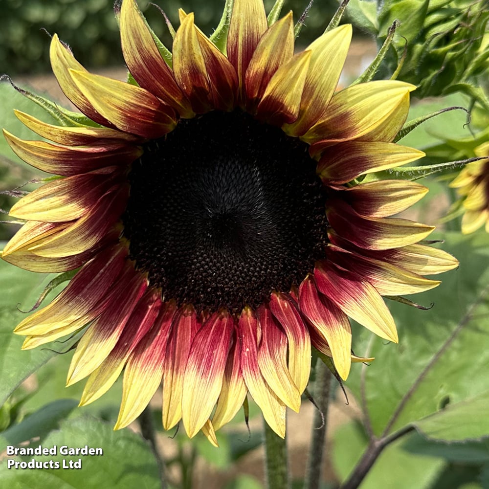 Sunflower ‘Ruby Eclipse’ F1 – Seeds | Garden Nurseries : UK Garden ...